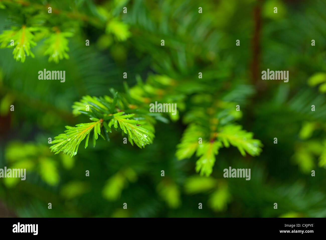 Sprouts of fir tree Stock Photo - Alamy