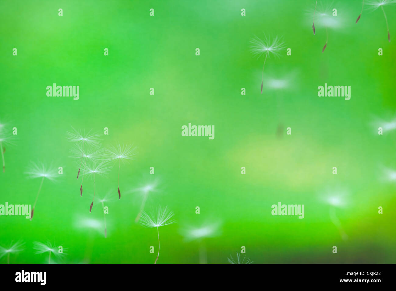 Fluff of dandelion flying Stock Photo - Alamy