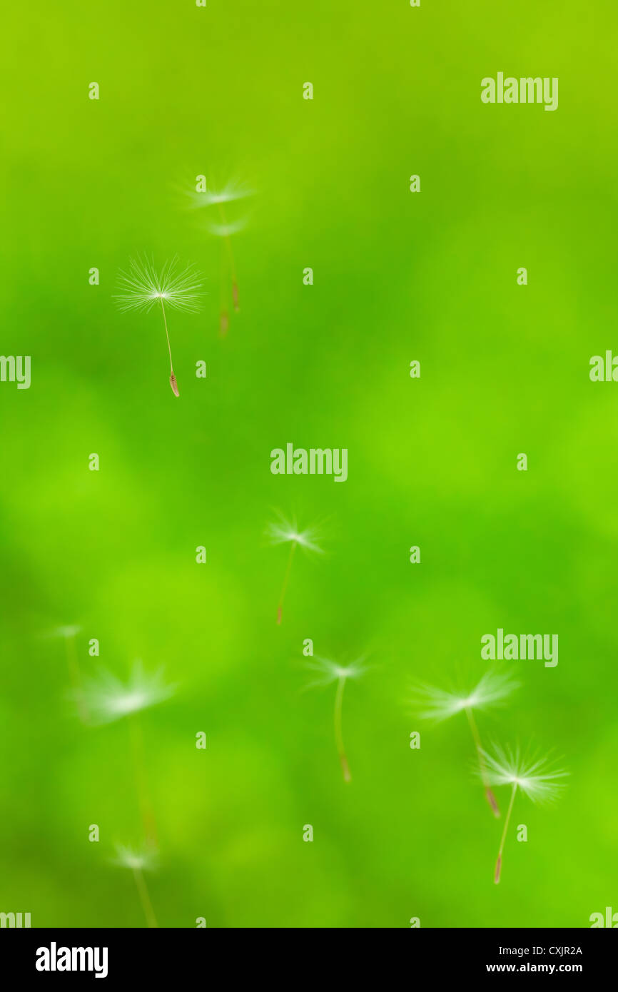 Fluff of dandelion flying Stock Photo - Alamy