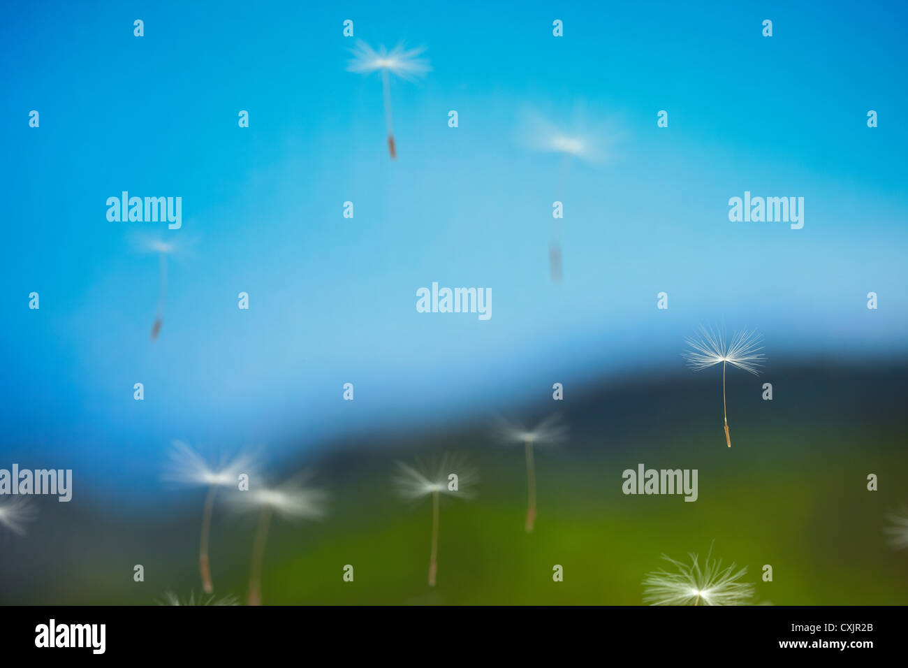 Fluff of dandelion flying Stock Photo - Alamy
