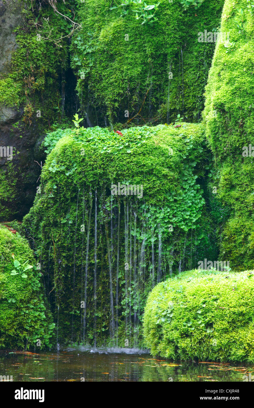 Koke hi-res stock photography and images - Alamy