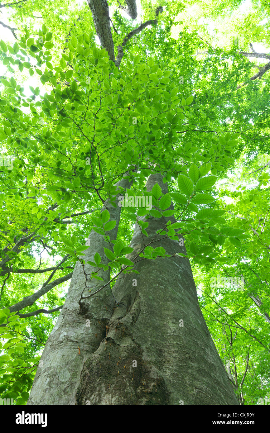 Japanese beech hi-res stock photography and images - Alamy