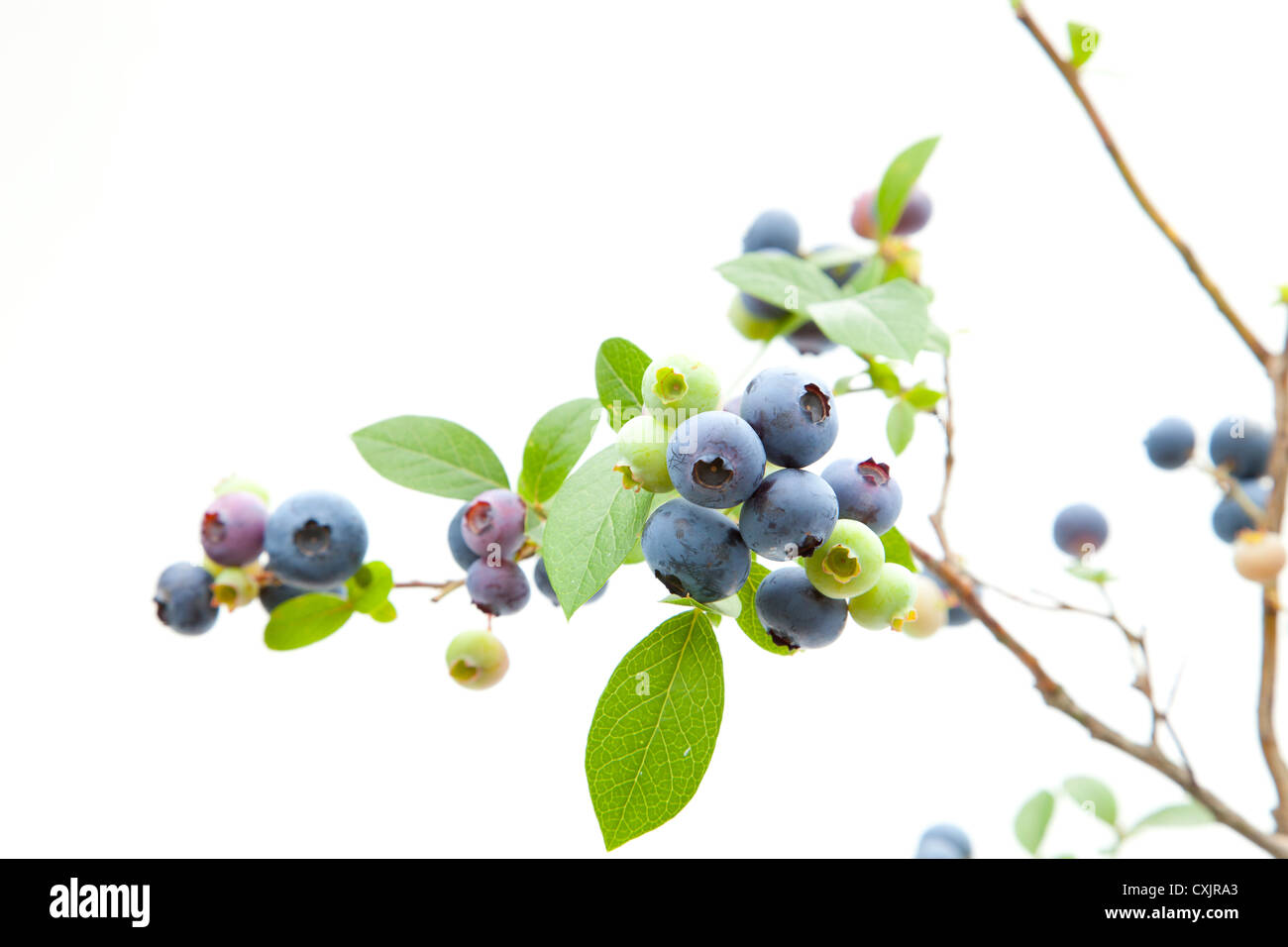 Blueberry Family High Resolution Stock Photography and Images - Alamy