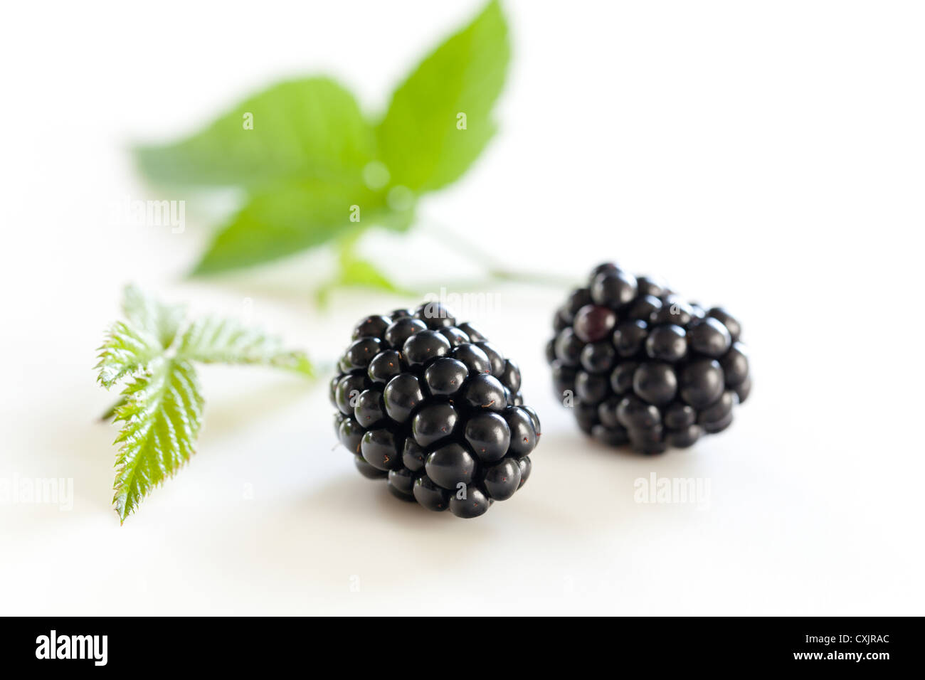 White blackberry fruits hi-res stock photography and images - Alamy