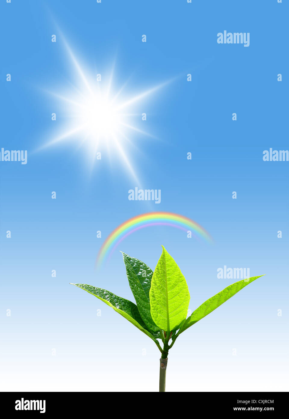 Sprout, rainbow and light Stock Photo - Alamy