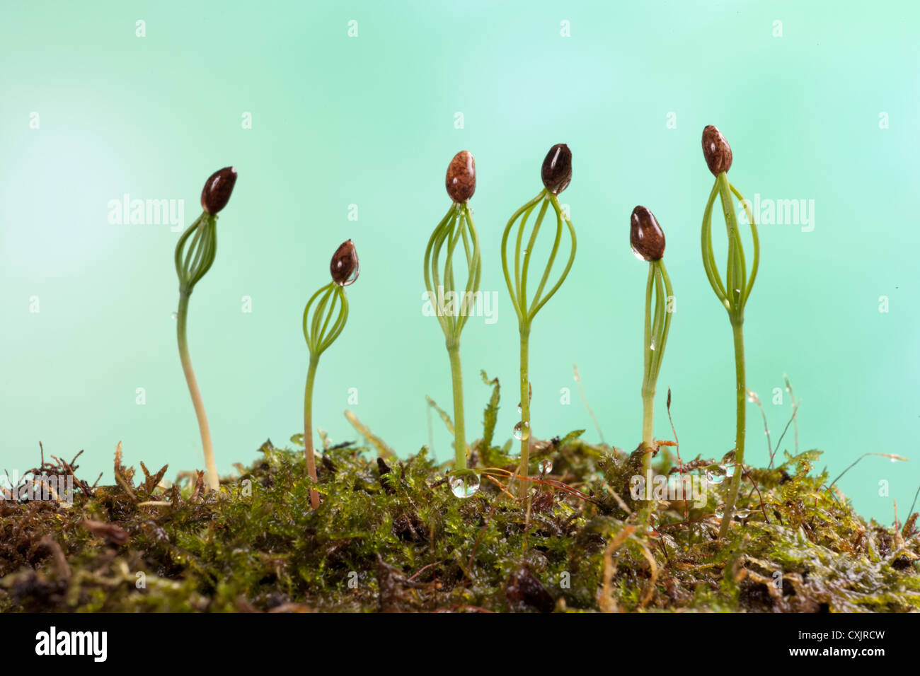 Pine sprouts hi-res stock photography and images - Alamy