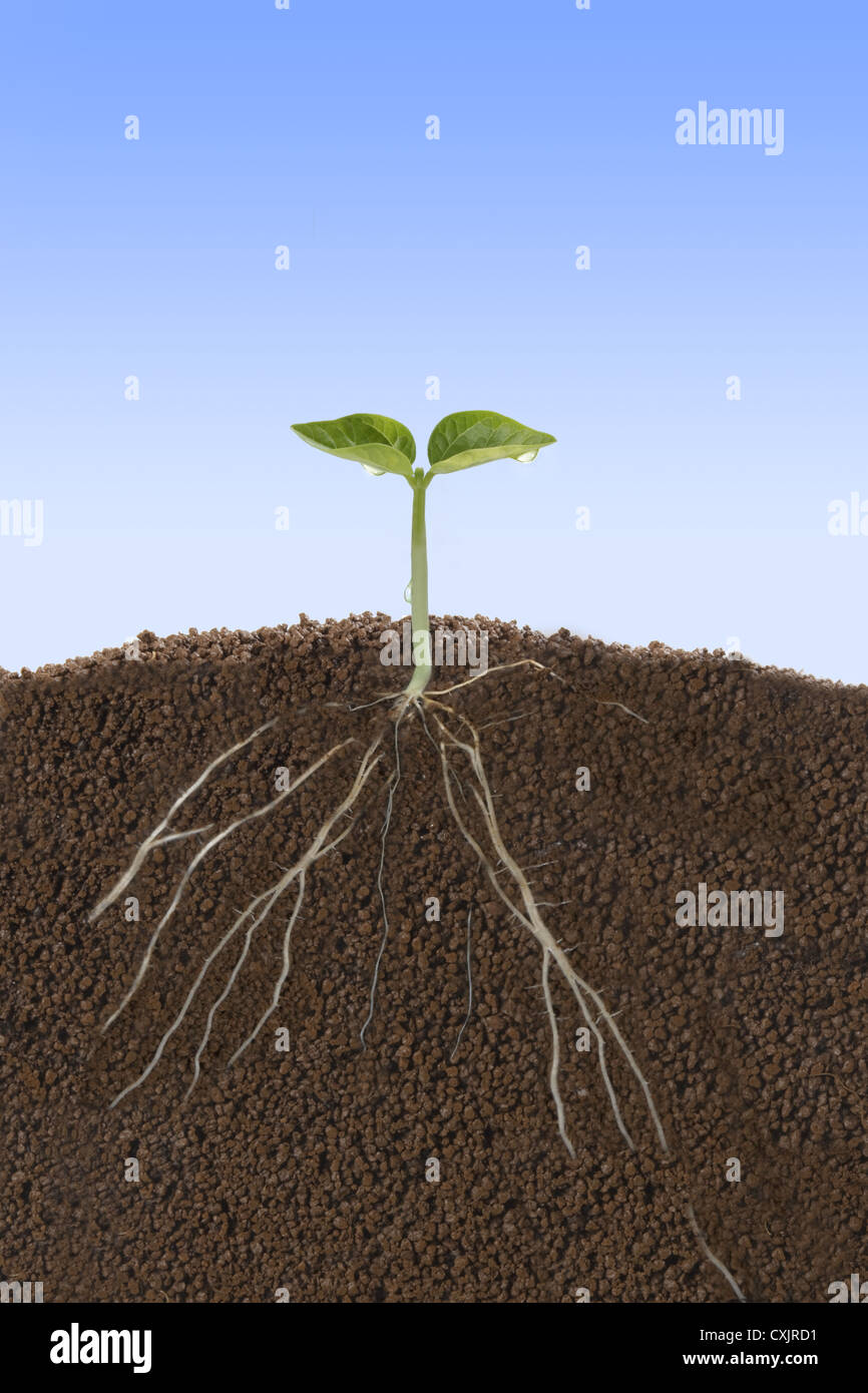 Soil cross section roots hi-res stock photography and images - Alamy