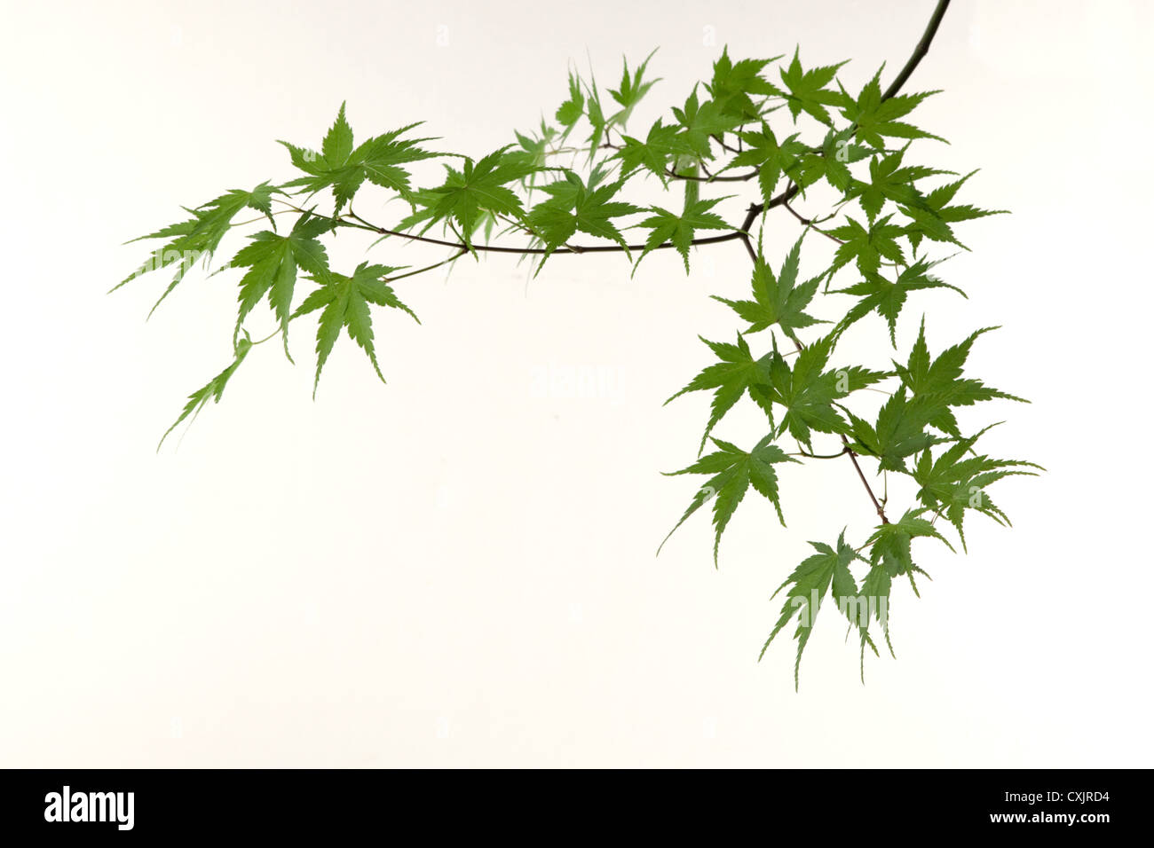 Indoor maple hi-res stock photography and images - Alamy