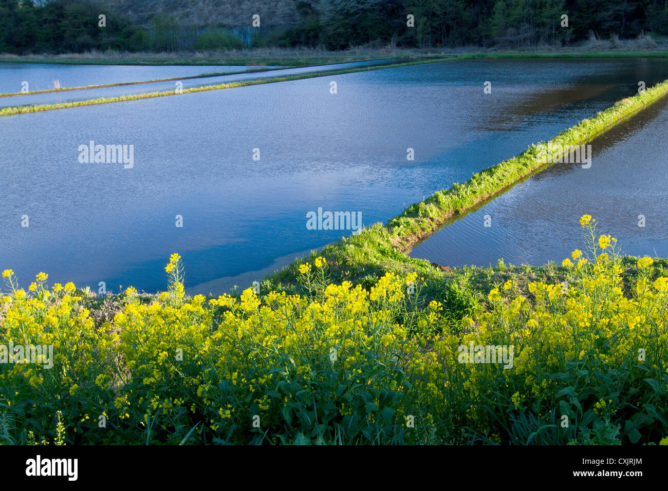 Rapeseed on paddy field Stock Photo - Alamy