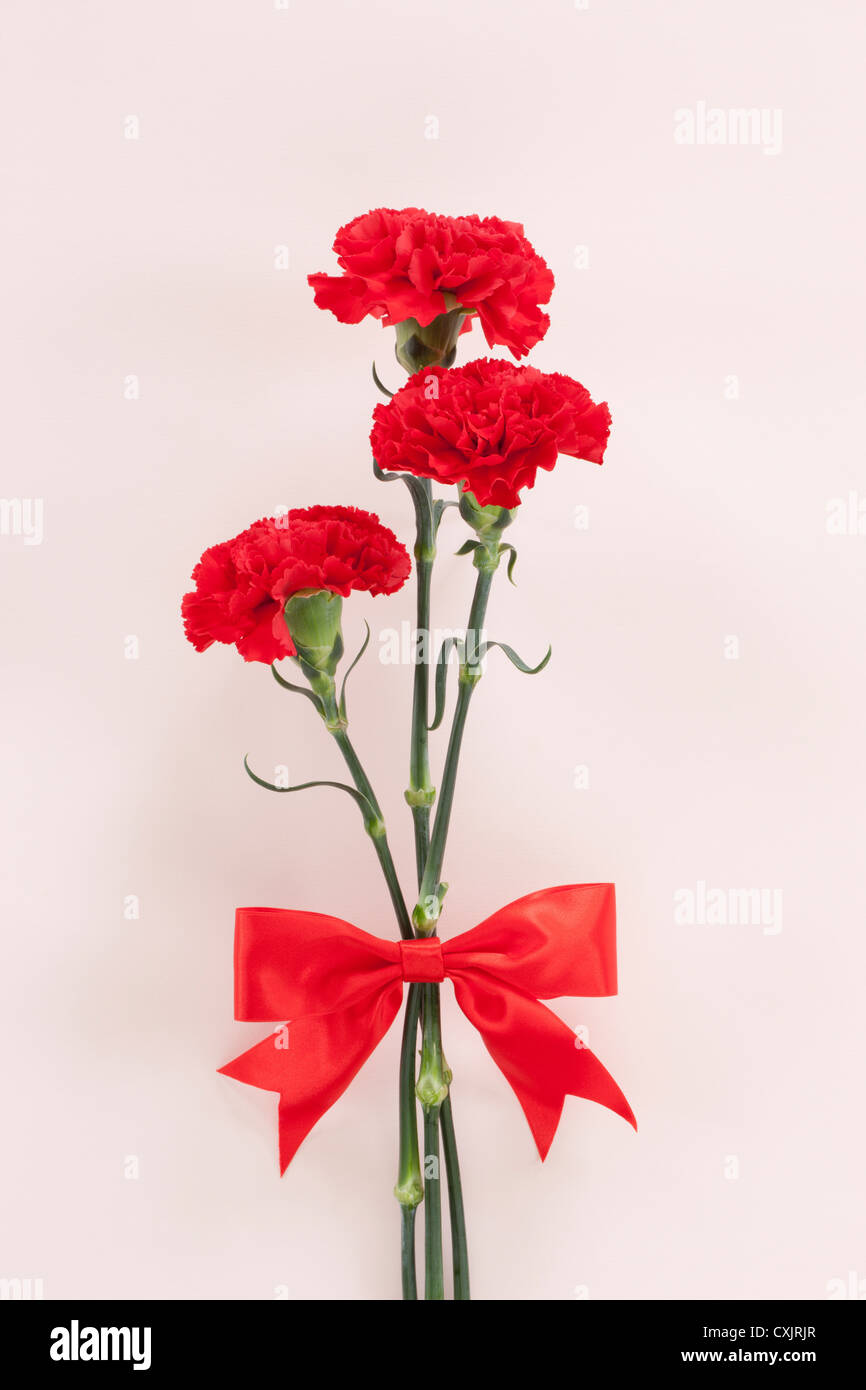 Carnation ribbon hi-res stock photography and images - Alamy