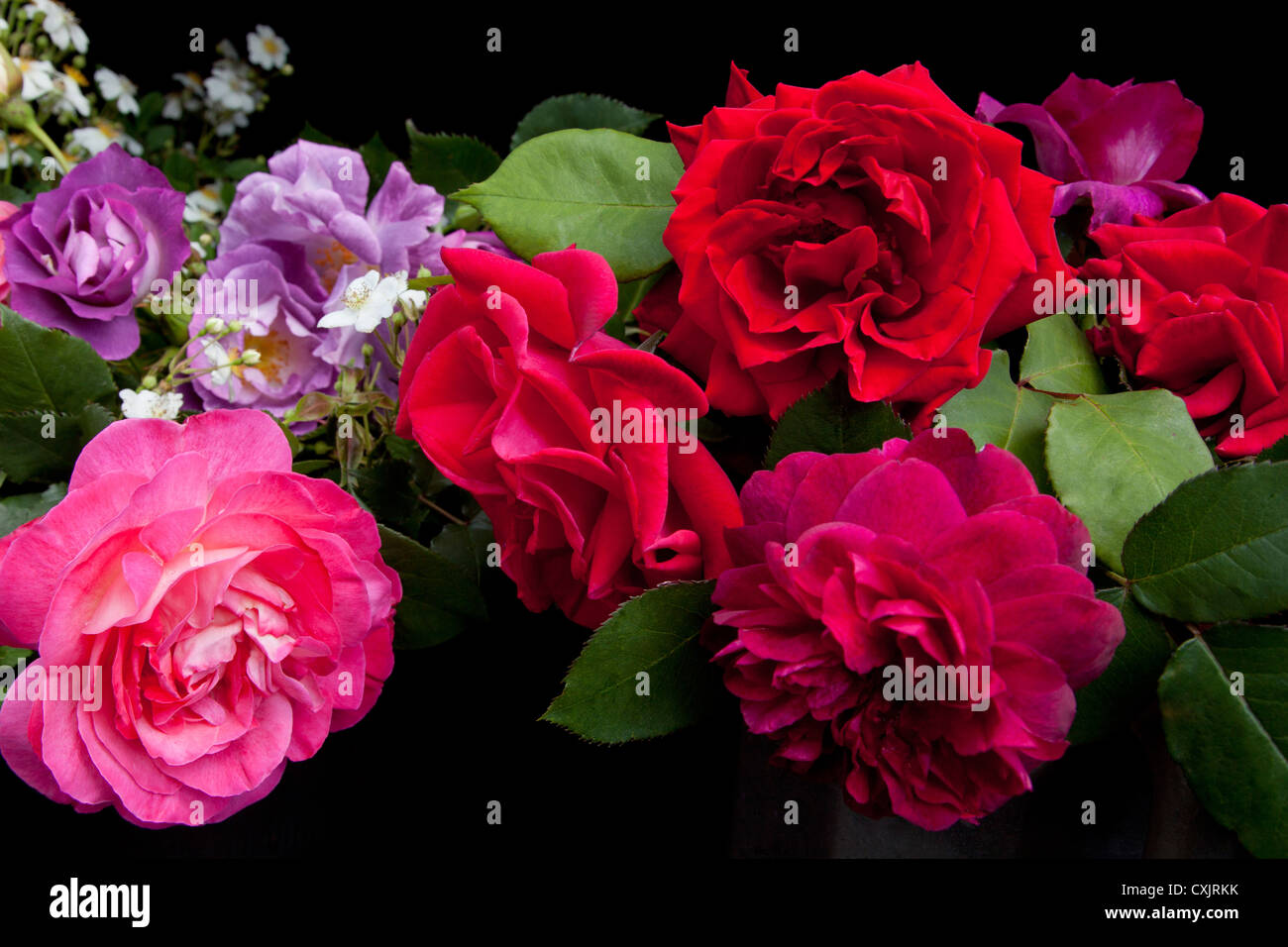 Cut white rose hi-res stock photography and images - Alamy