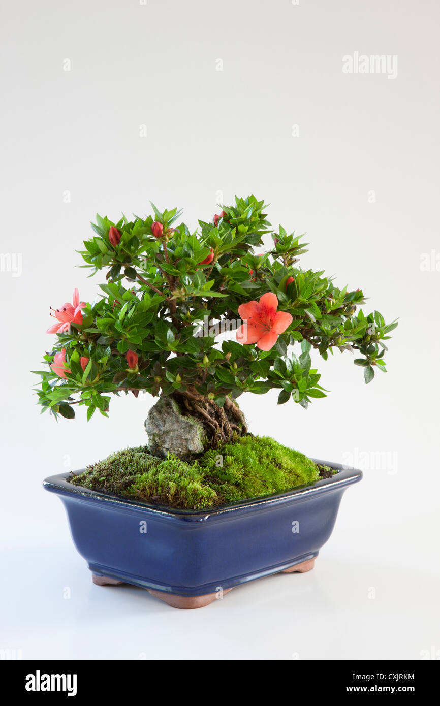 Azalea indoor hi-res stock photography and images - Alamy