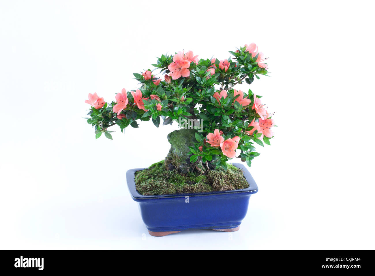 Azalea High Resolution Stock Photography and Images - Alamy