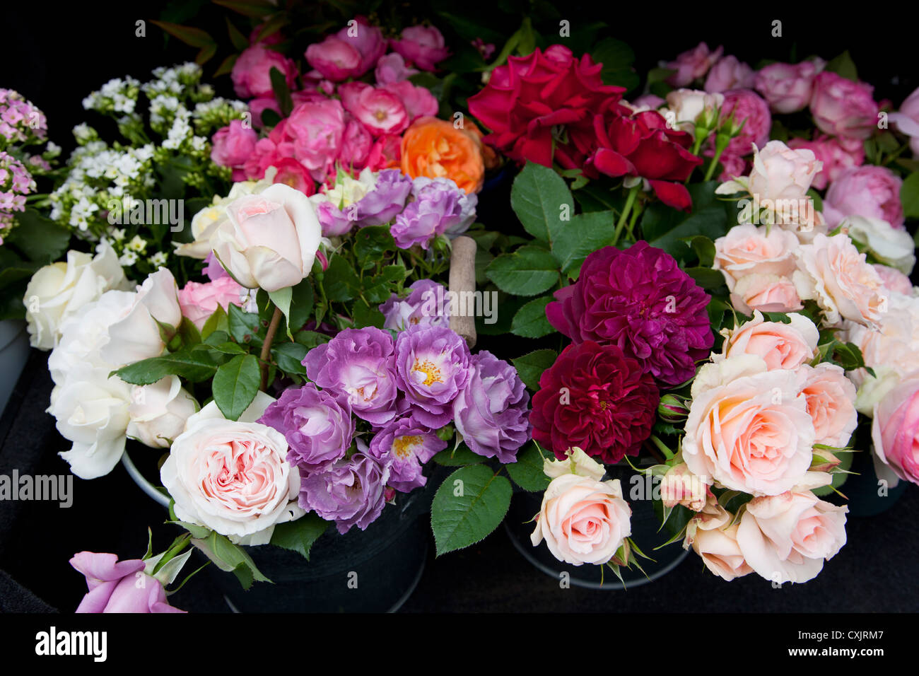 Cut rose hi-res stock photography and images - Alamy
