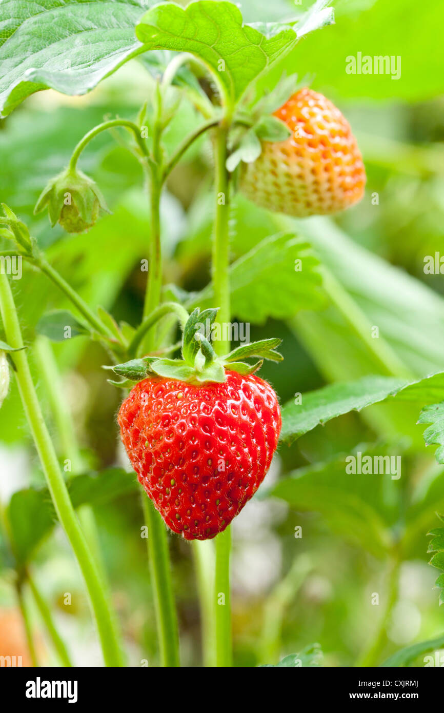 Strawberry fruit hi-res stock photography and images - Alamy