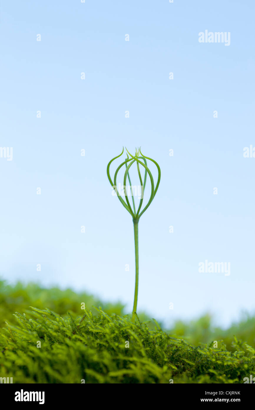 Black pine germination Stock Photo - Alamy
