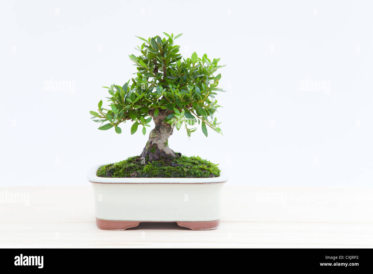 Bonsai azalea hi-res stock photography and images - Alamy