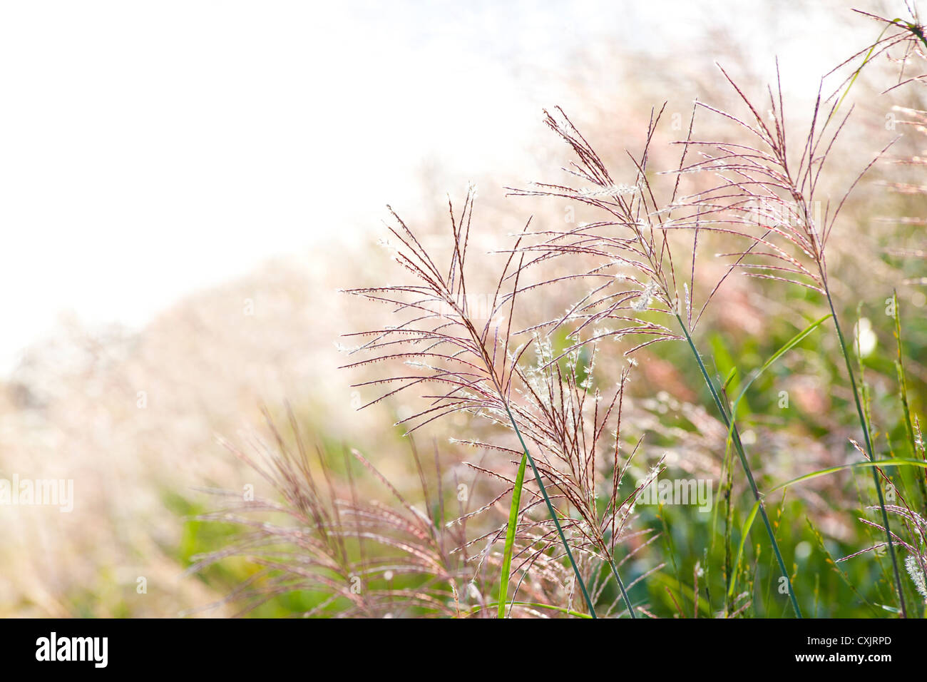 Japanese silver grass field Stock Photo - Alamy