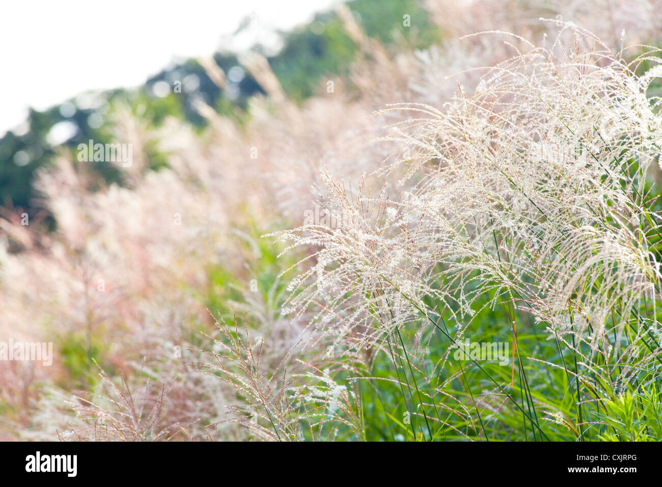 Japanese silver grass field Stock Photo - Alamy