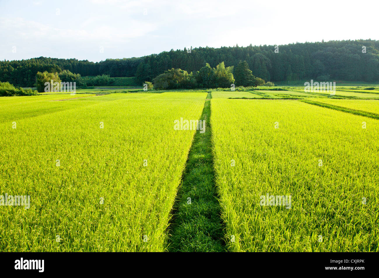 Rice field with road Stock Photo - Alamy