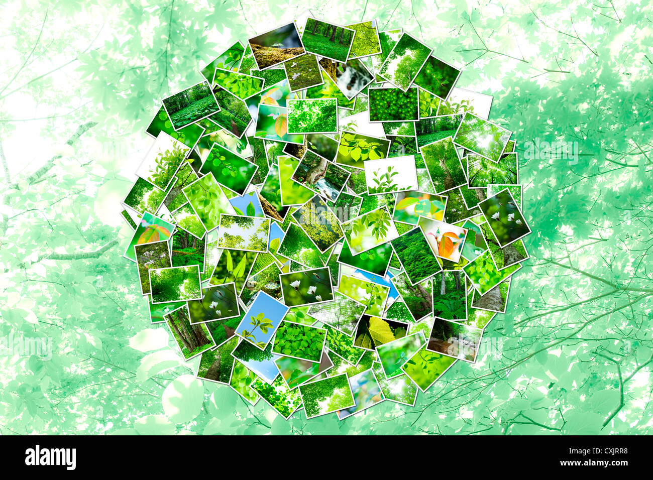Circle made of green leaves Stock Photo - Alamy