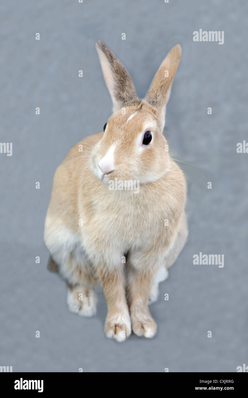 Rabbit zodiac hi-res stock photography and images - Alamy