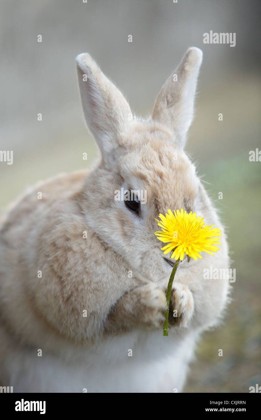 Pet Rabbit High Resolution Stock Photography and Images - Alamy