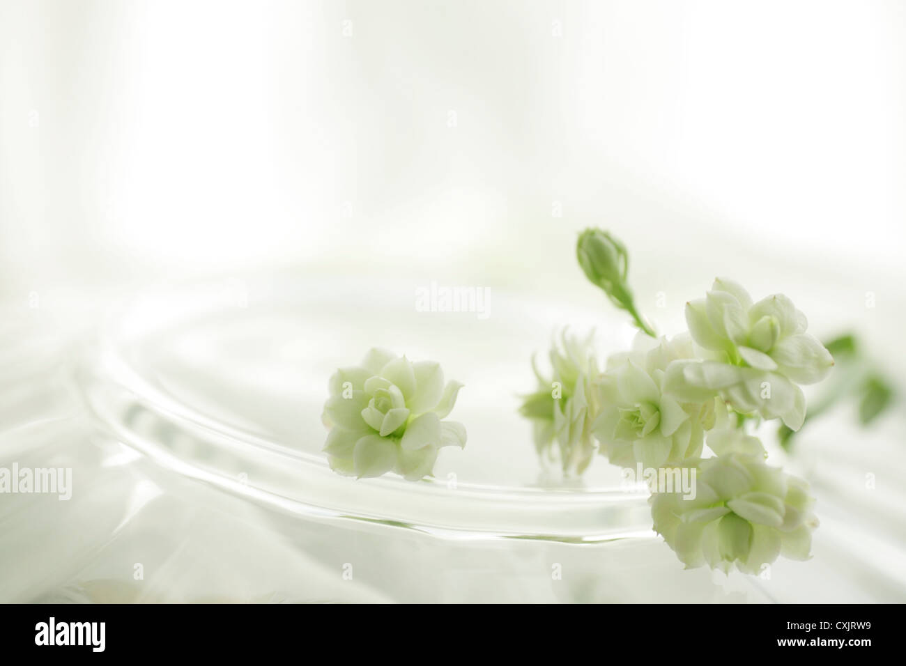 Rose queen hi-res stock photography and images - Alamy