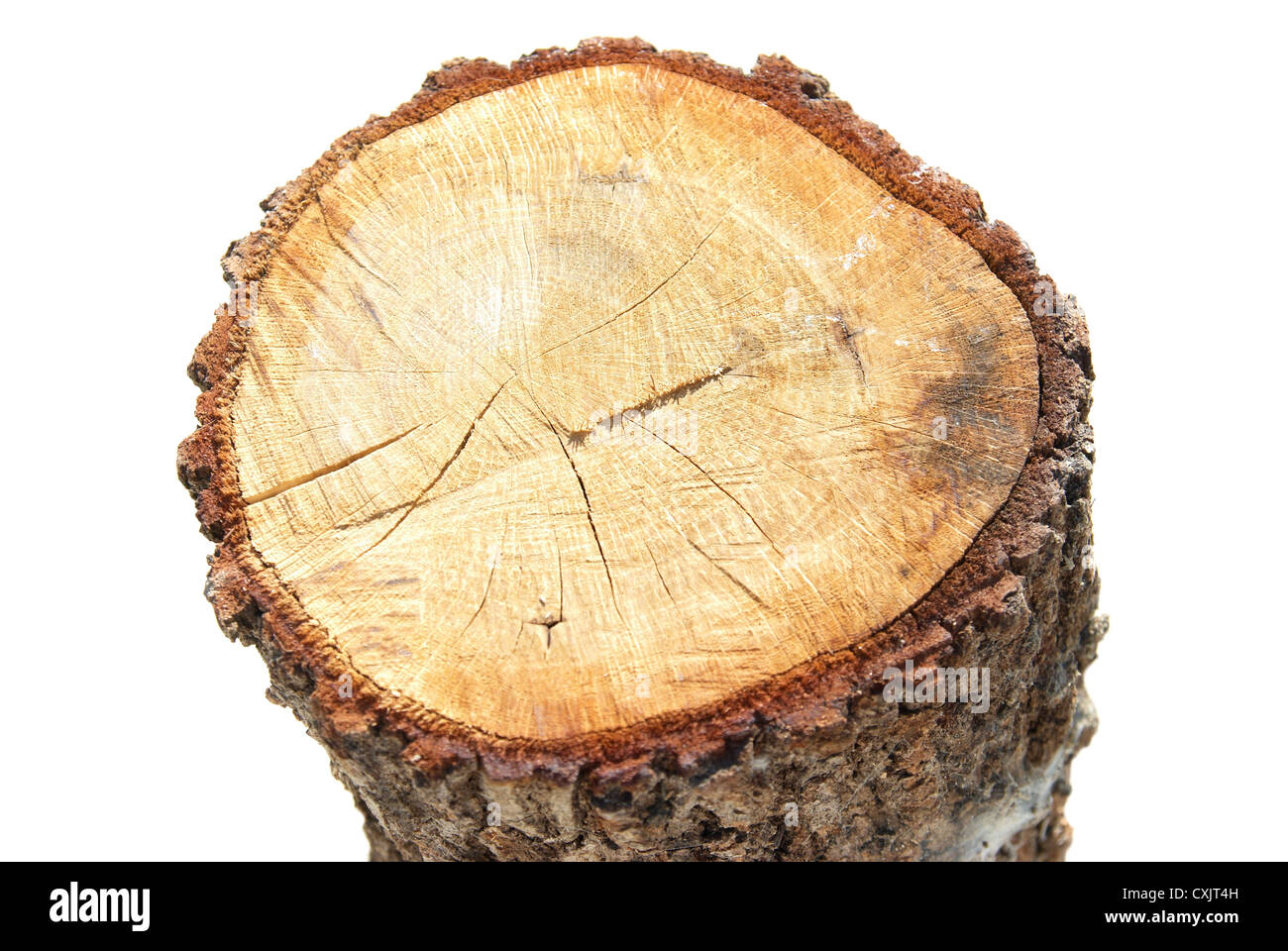 Tree stump log end hi-res stock photography and images - Alamy