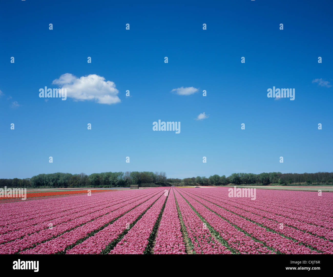 Field of tulips Stock Photo - Alamy