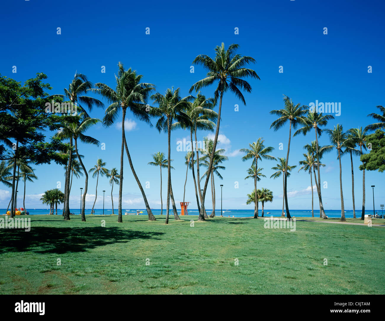 Palm in Fort De Russy Stock Photo - Alamy