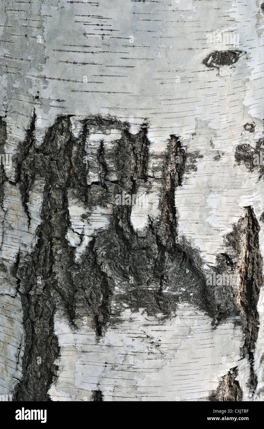 Cracked bark old birch hi-res stock photography and images - Alamy