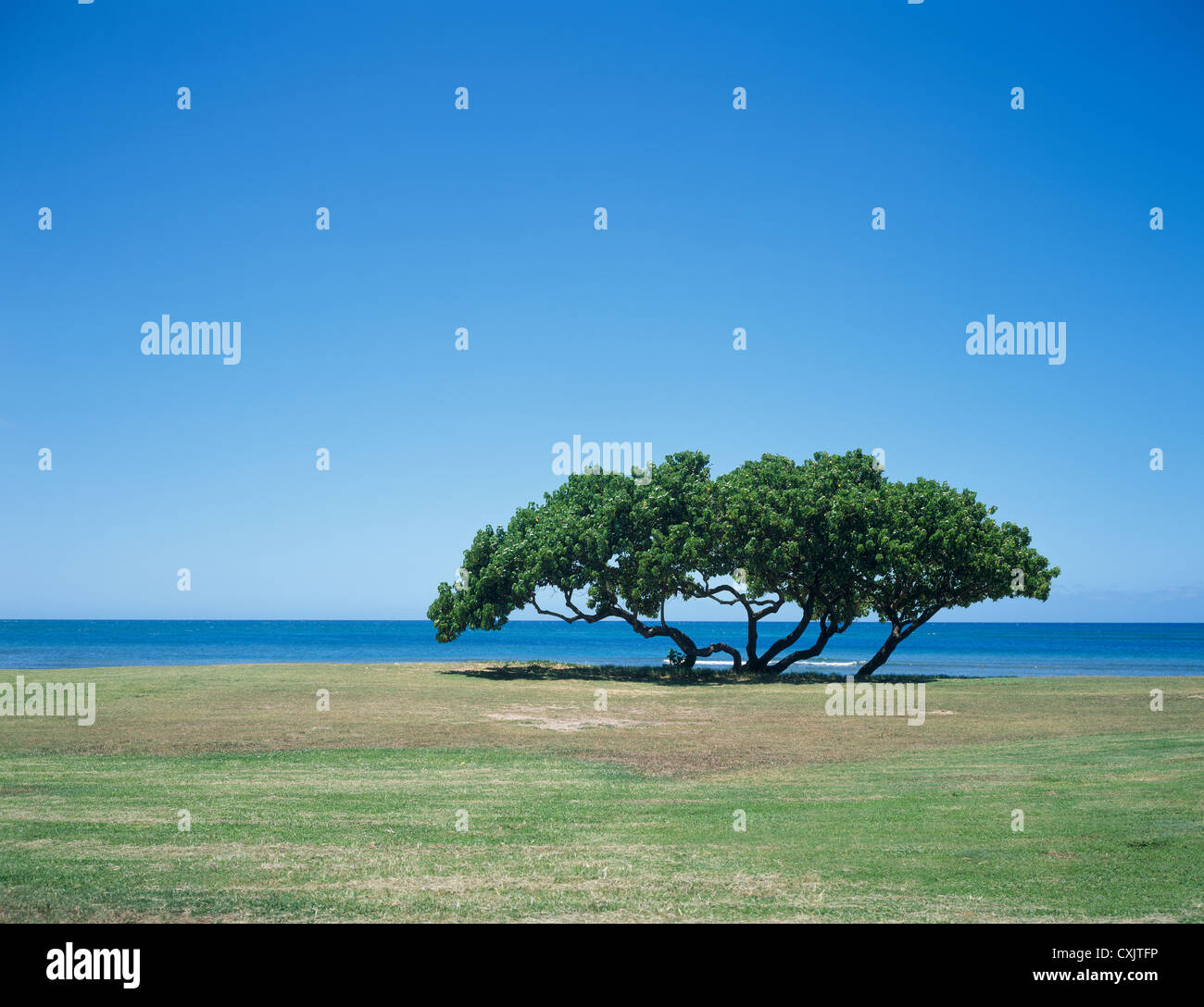 Green tree on the blue sea Stock Photo - Alamy