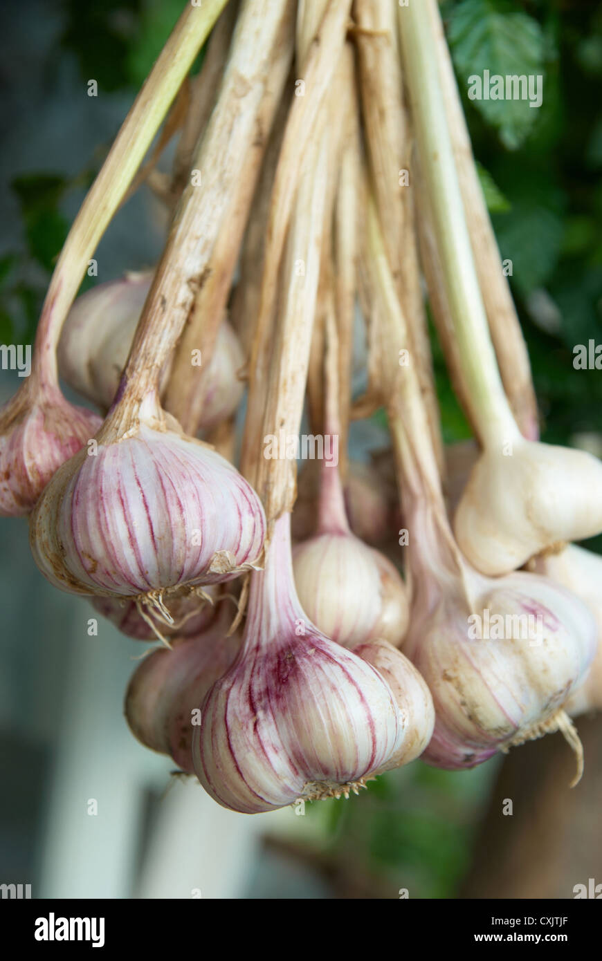 Bunch of garlics Stock Photo - Alamy