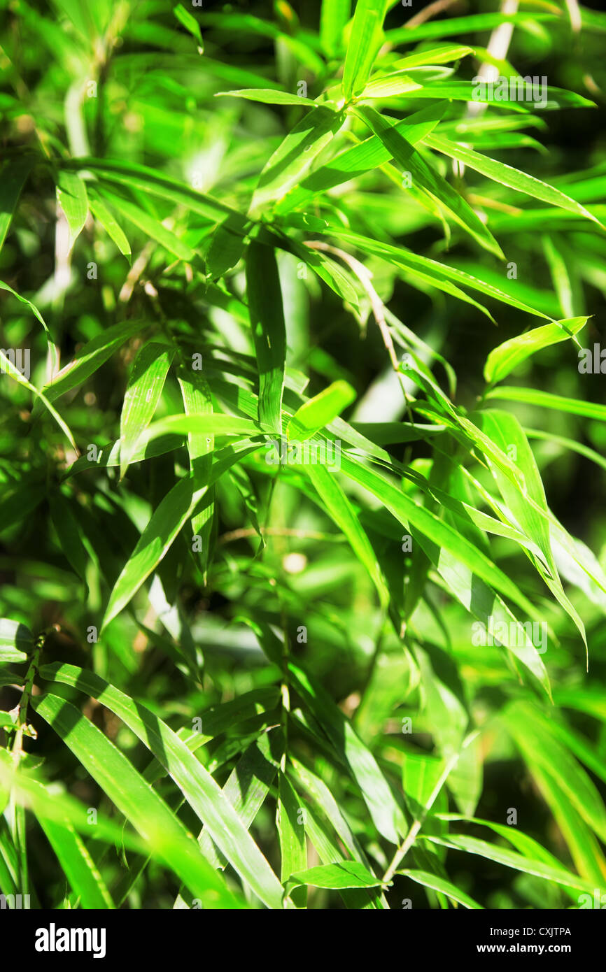 Bamboo plant hi-res stock photography and images - Alamy