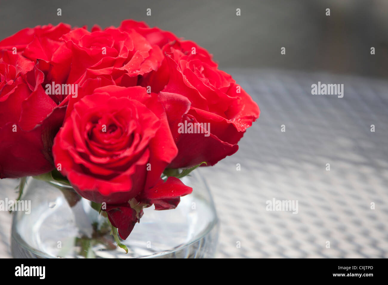Images for red rose image hi-res stock photography and images - Alamy
