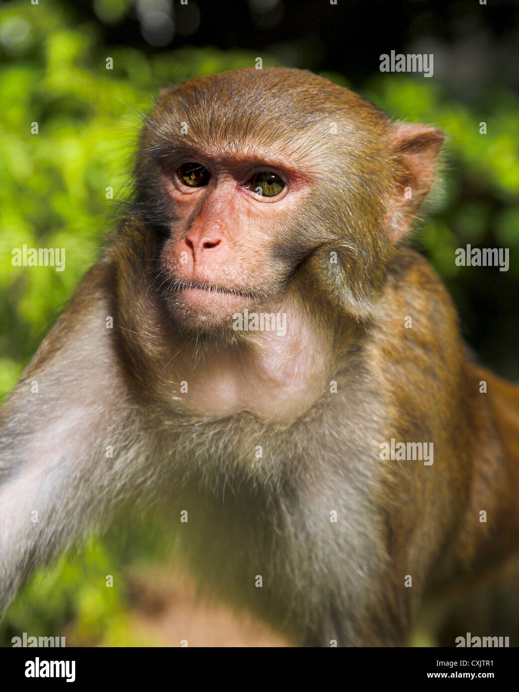 Leaf macaque hi-res stock photography and images - Alamy