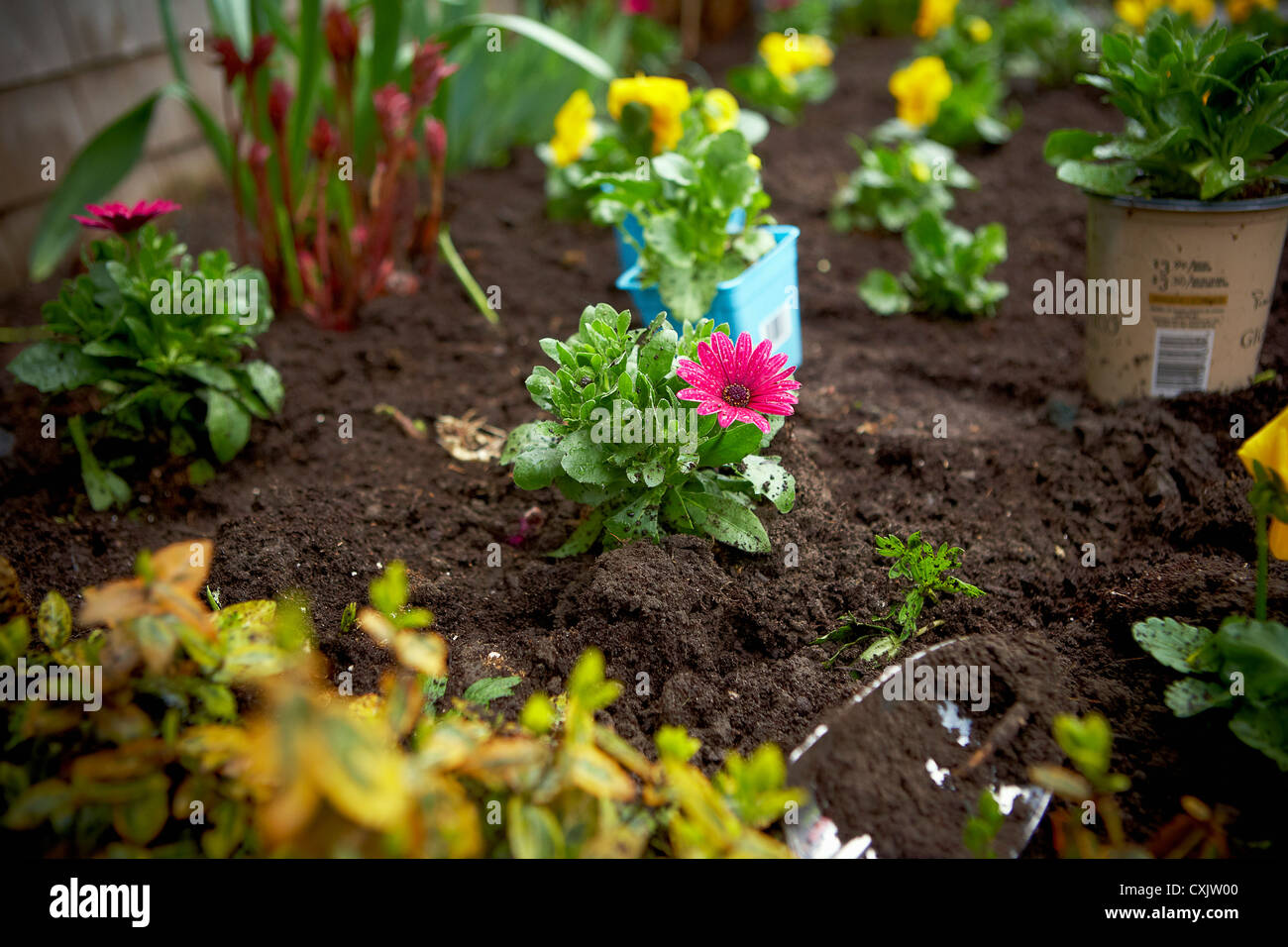 Marguerite daisy picture hi-res stock photography and images - Alamy