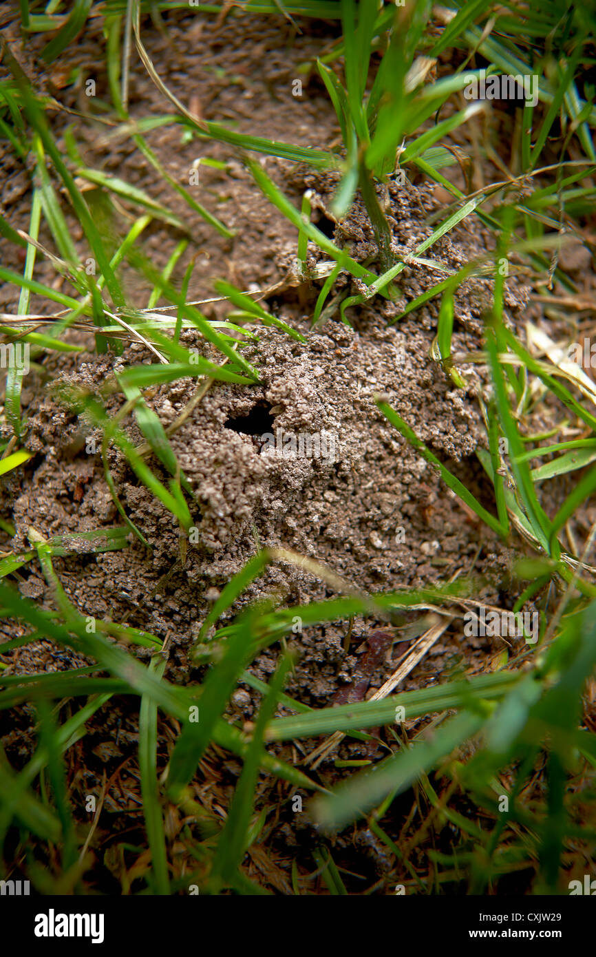 Ant hill in grass hi-res stock photography and images - Alamy