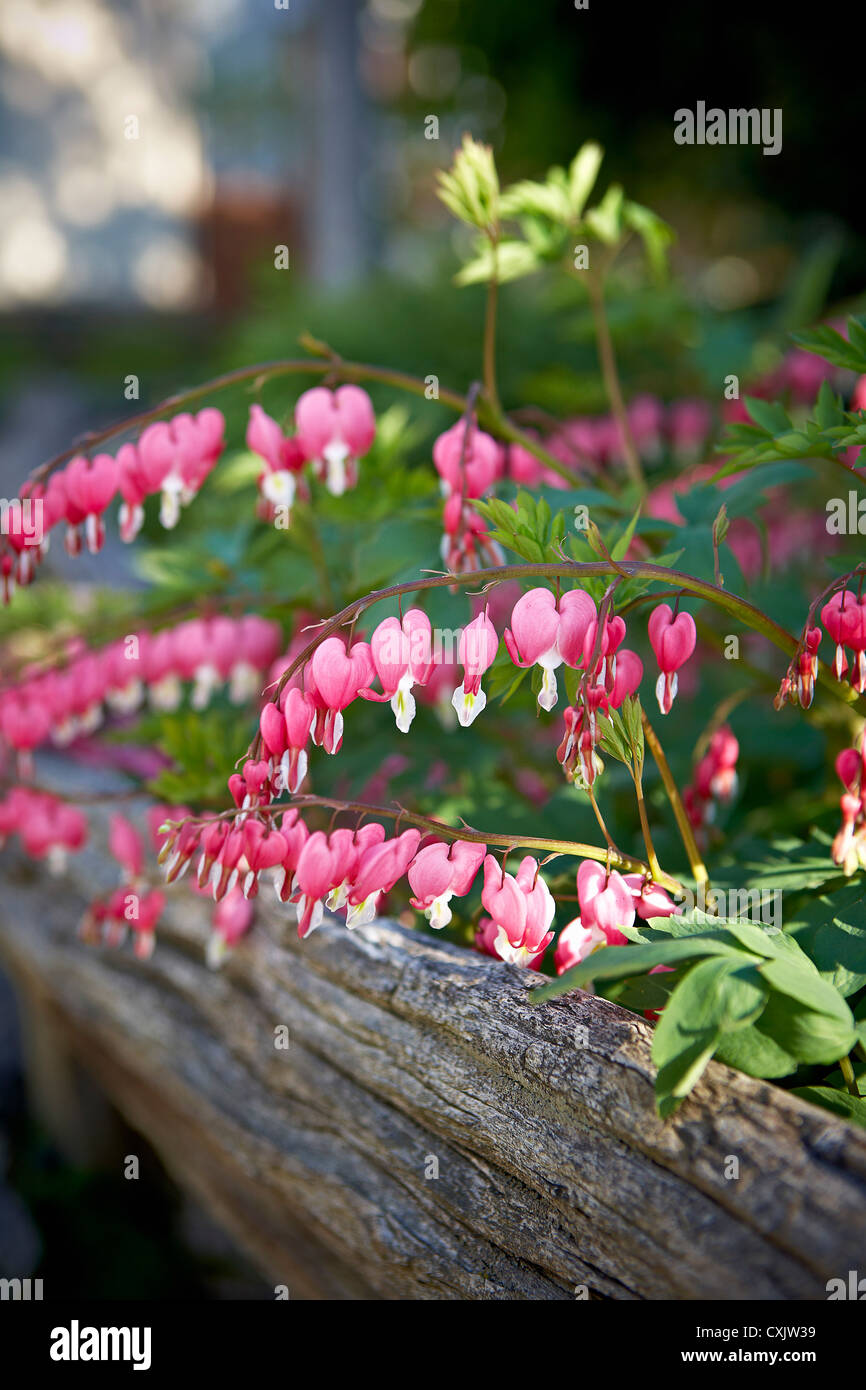 Bleeding hearts ontario canada hi-res stock photography and images - Alamy