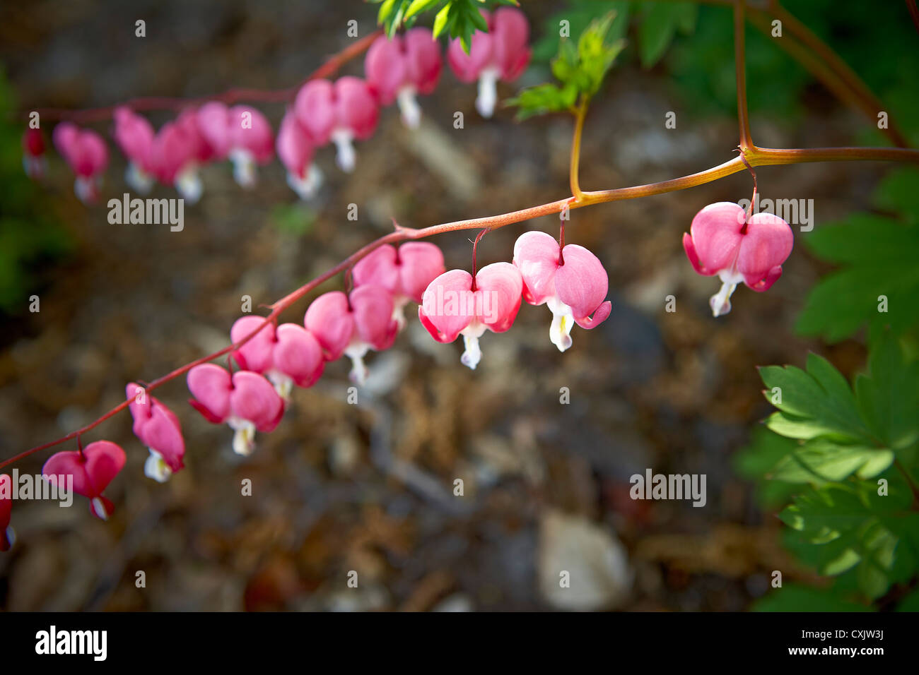 Bleeding hearts ontario canada hi-res stock photography and images - Alamy