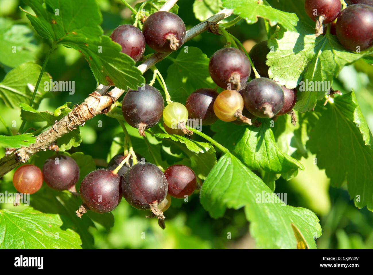 Bush of black currants Stock Photo - Alamy