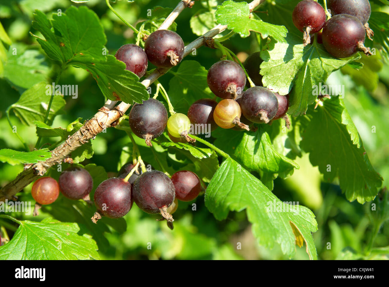 Bush of black currants Stock Photo - Alamy