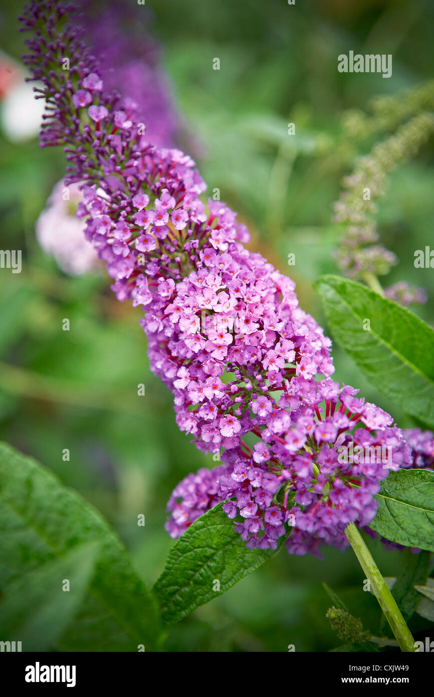 Buddleia davidii house hi-res stock photography and images - Alamy