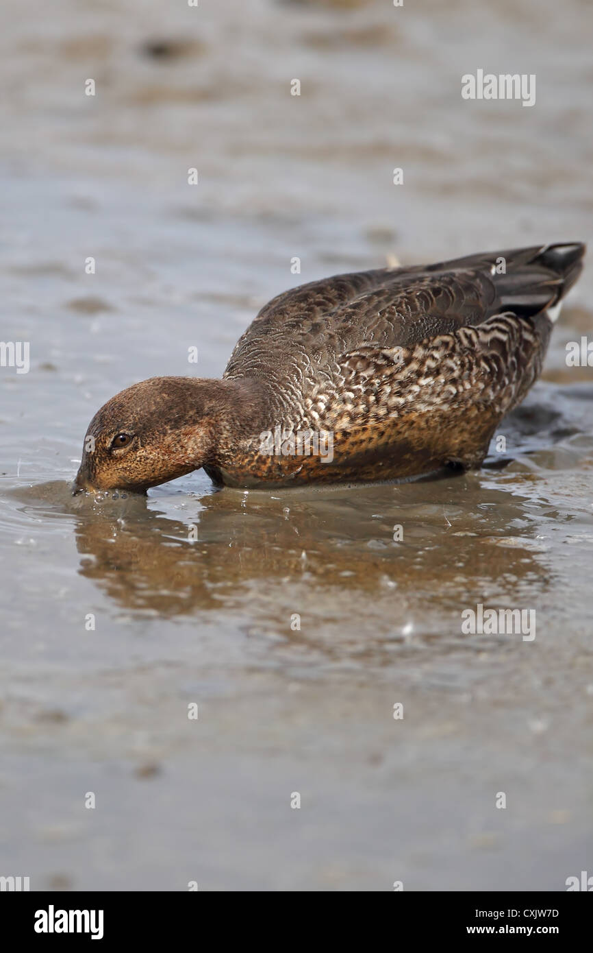 Teal (Anas crecca Stock Photo - Alamy