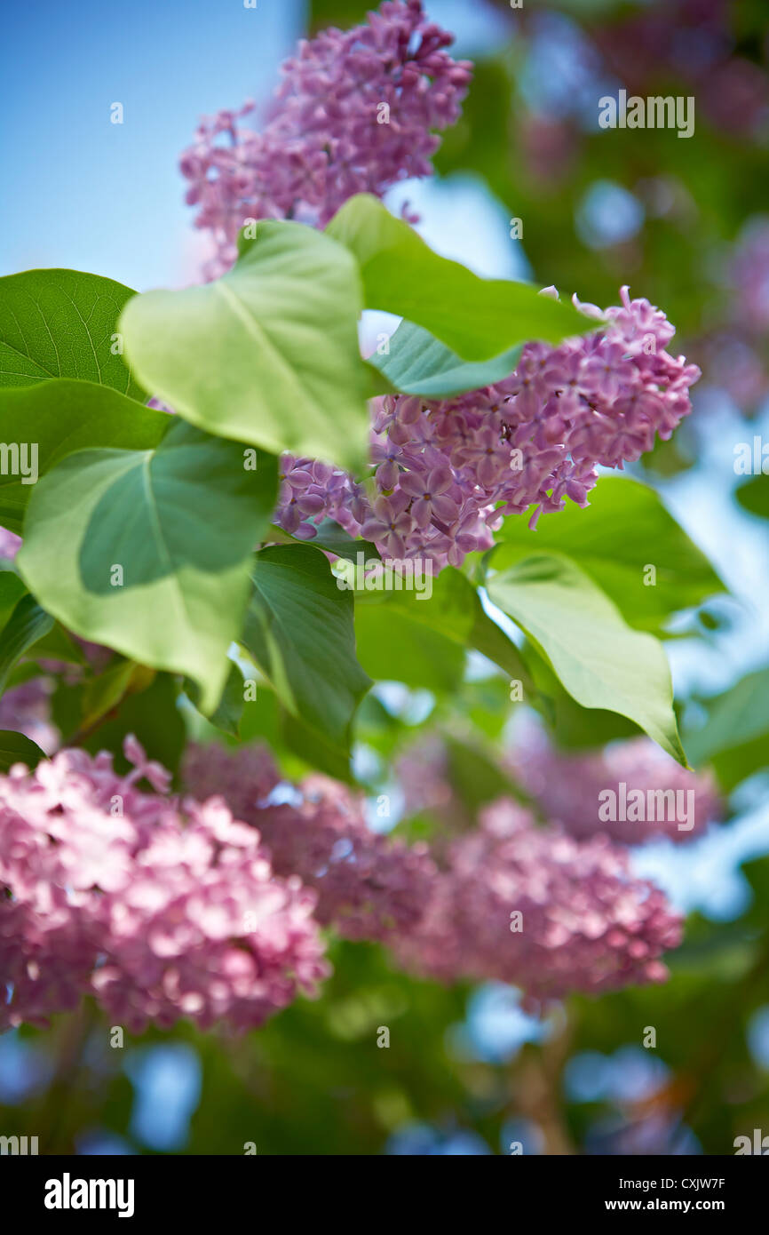 Close-up of Lilacs, Toronto, Ontario, Canada Stock Photo - Alamy