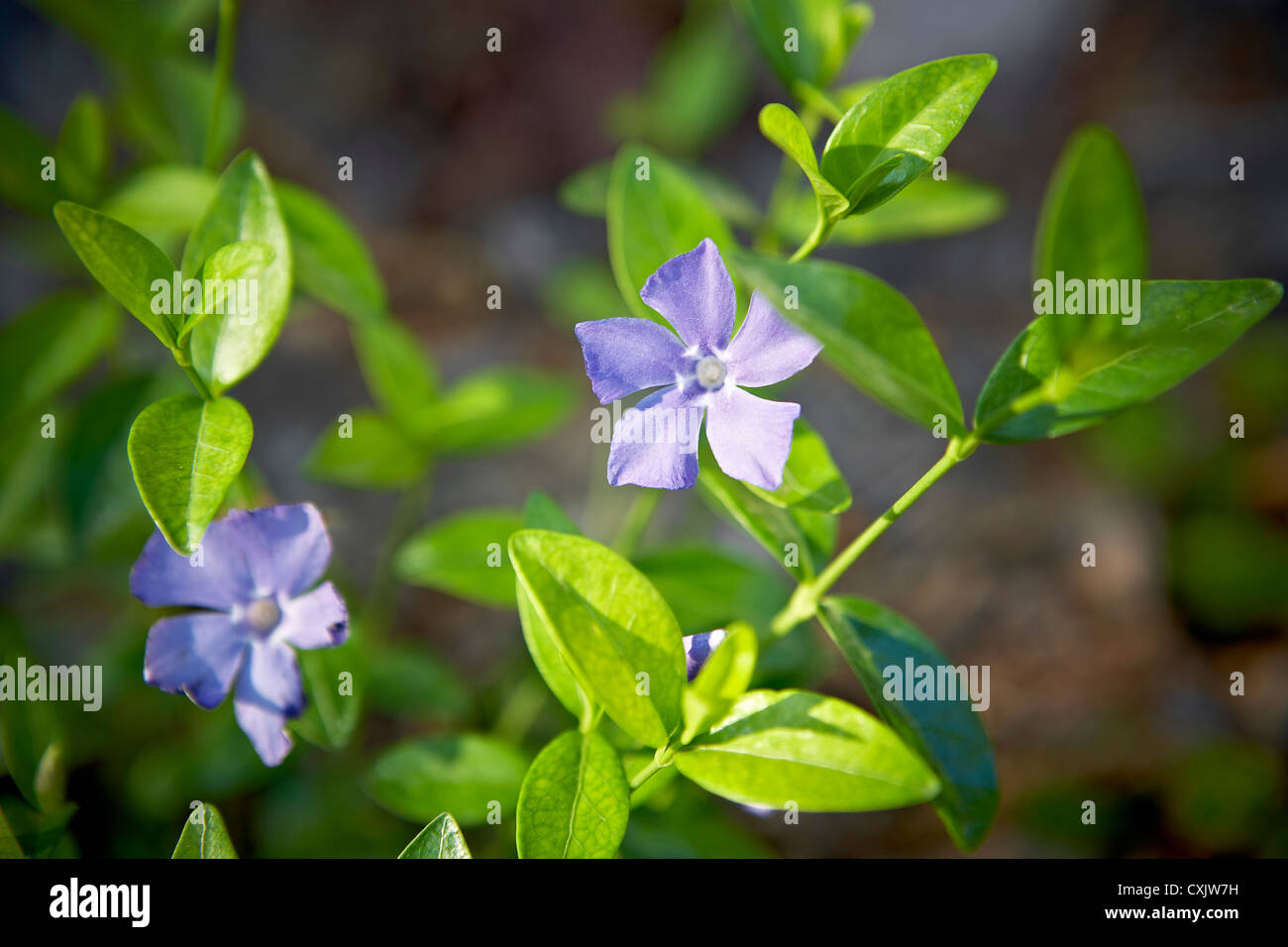 Close-up of Periwinkle, Toronto, Ontario, Canada Stock Photo - Alamy