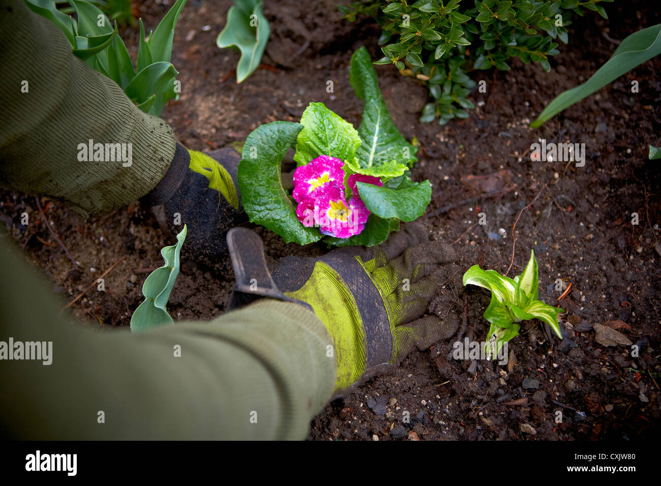 Gardener Planting Primula's in Garden, Toronto, Ontario, Canada Stock ...