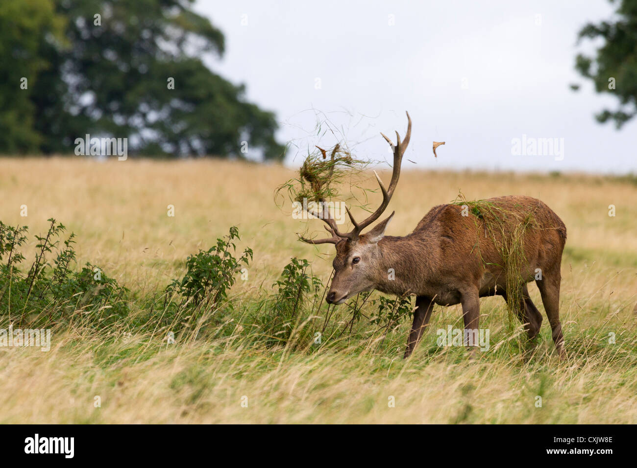 Red deer cervus elaphus pride wildlife hi-res stock photography and ...