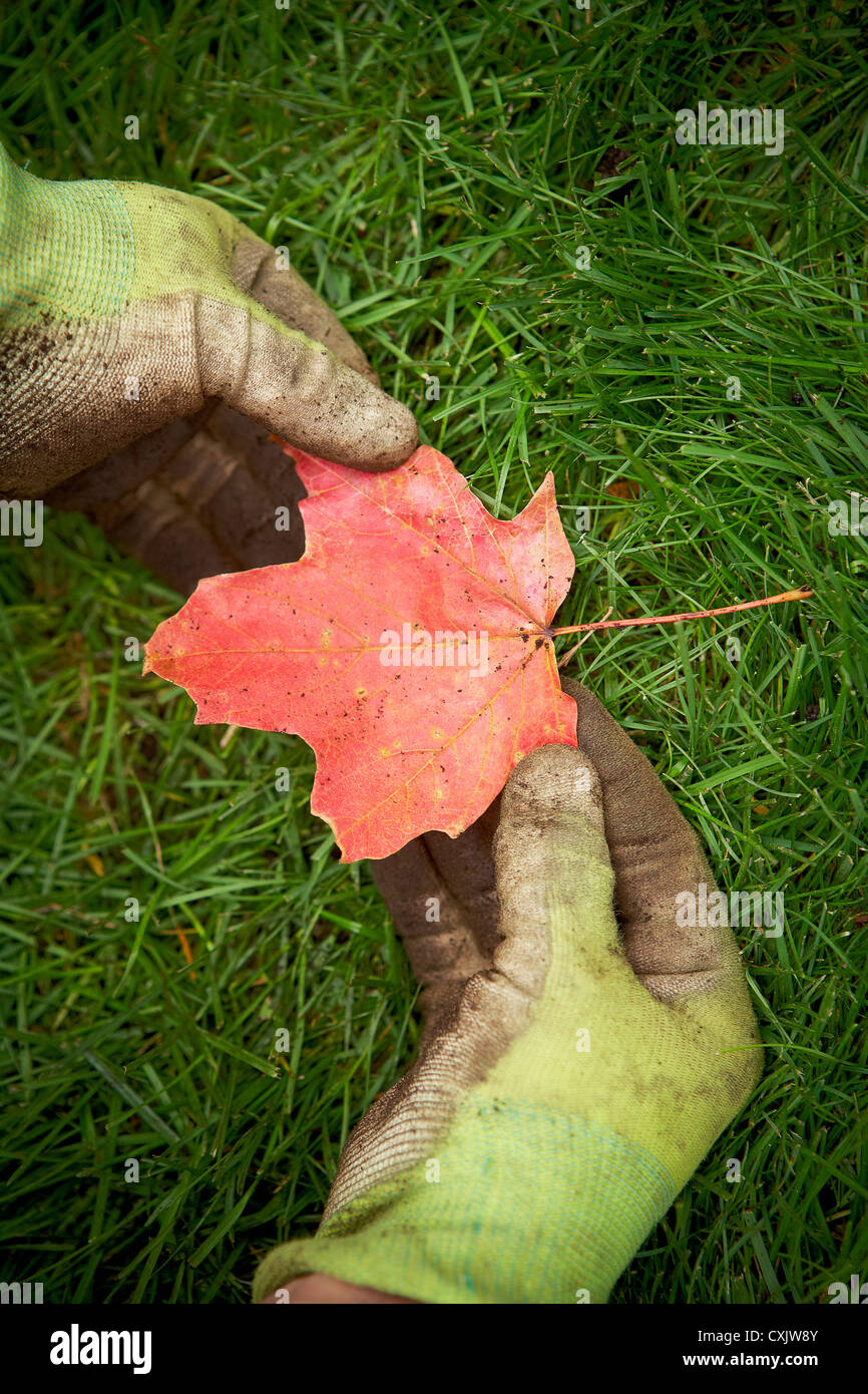 Gardener holding Maple Leaf, Toronto, Ontario, Canada Stock Photo - Alamy
